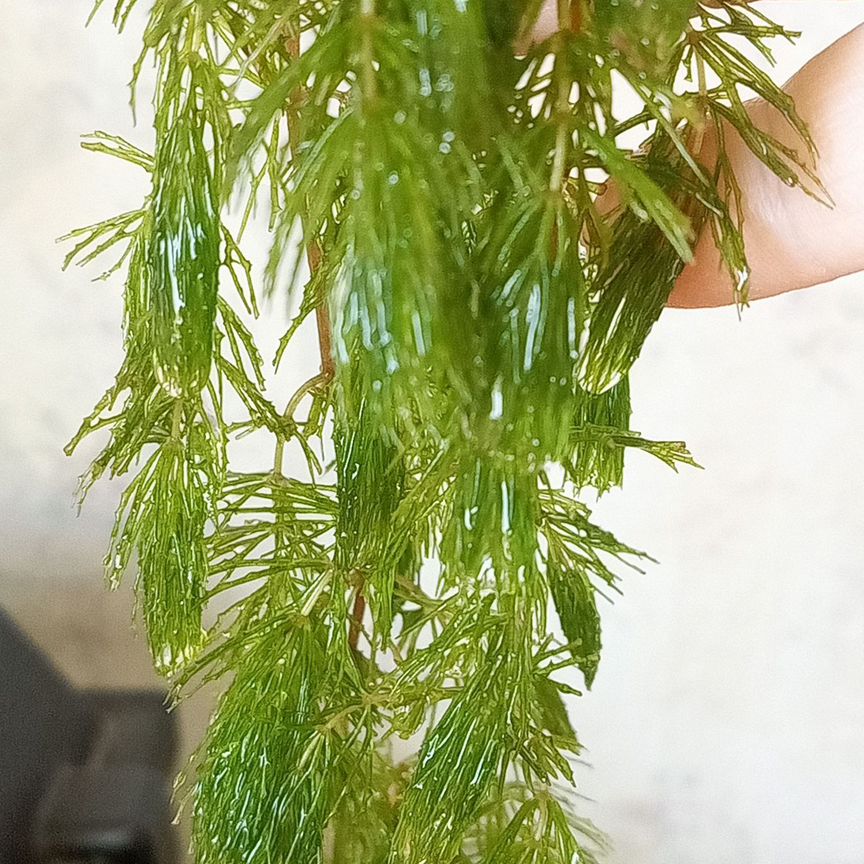 Продам роголистник