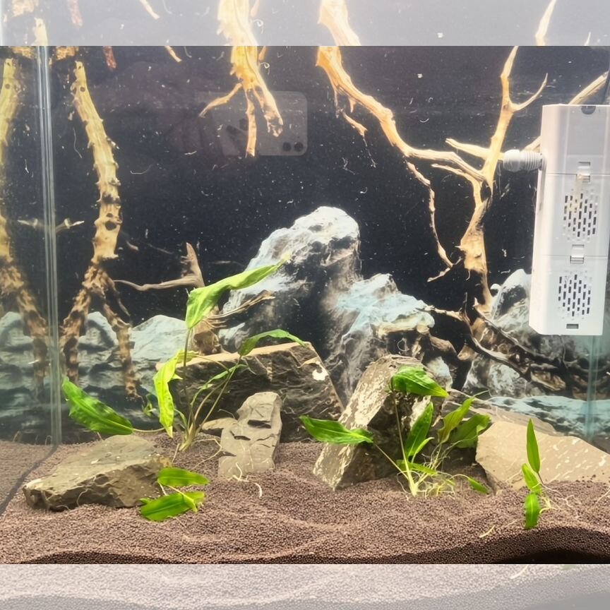 Аквариум с тритоном