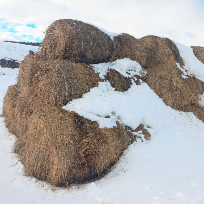 Сено в тюках