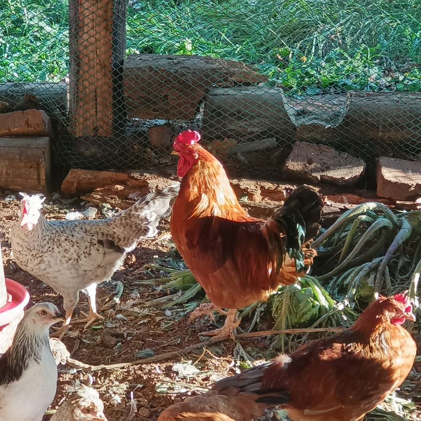 Петухи и курицы домашние