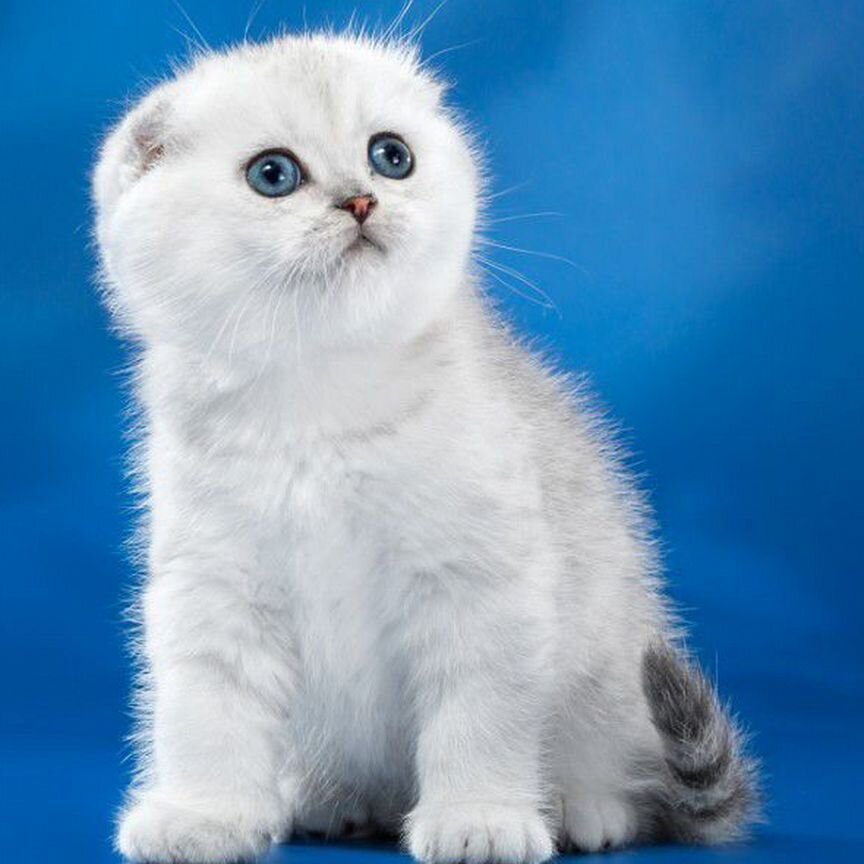 Серебристые шиншиллы