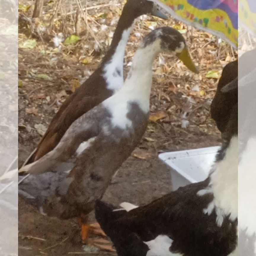 Селезень индийского бегунка