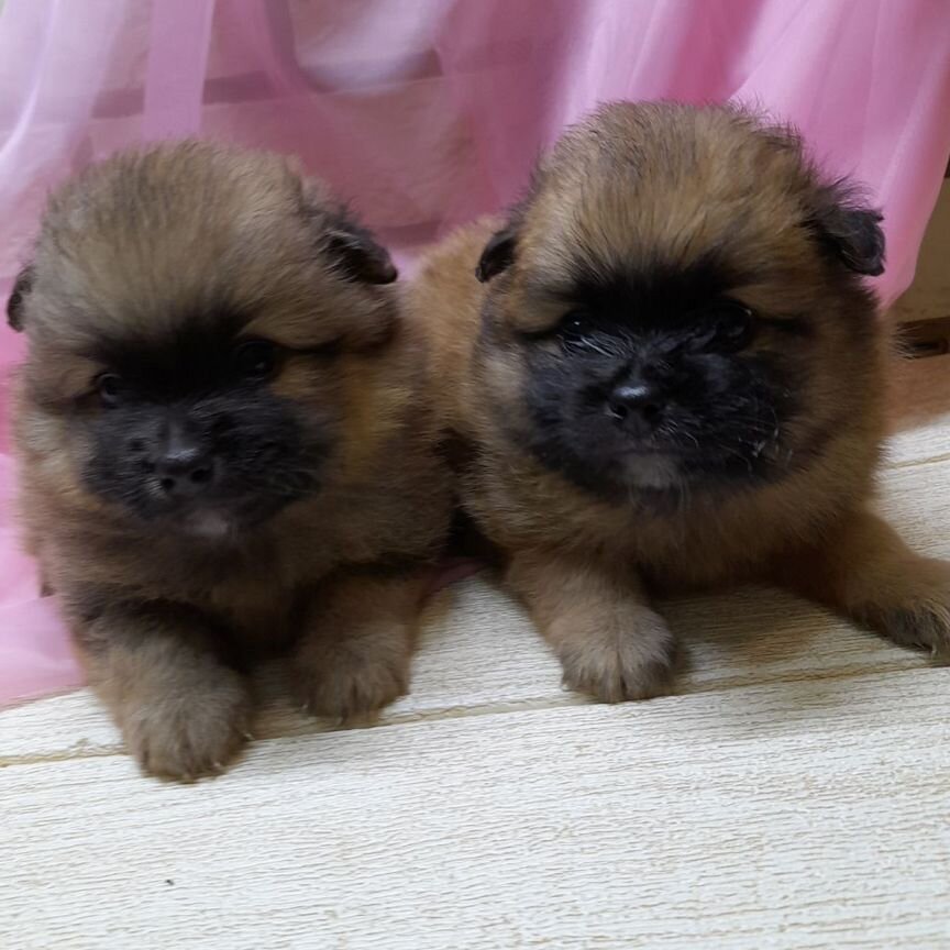 Щенки шпица