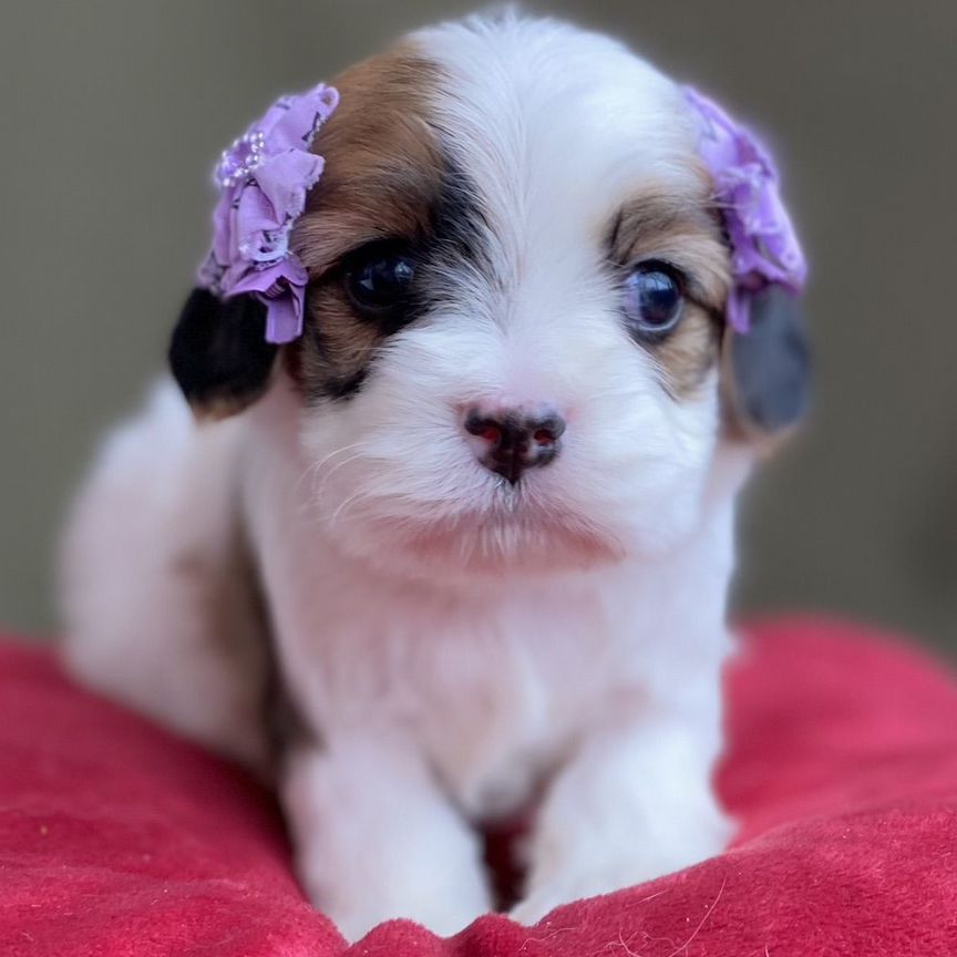 Кавапу, щенок