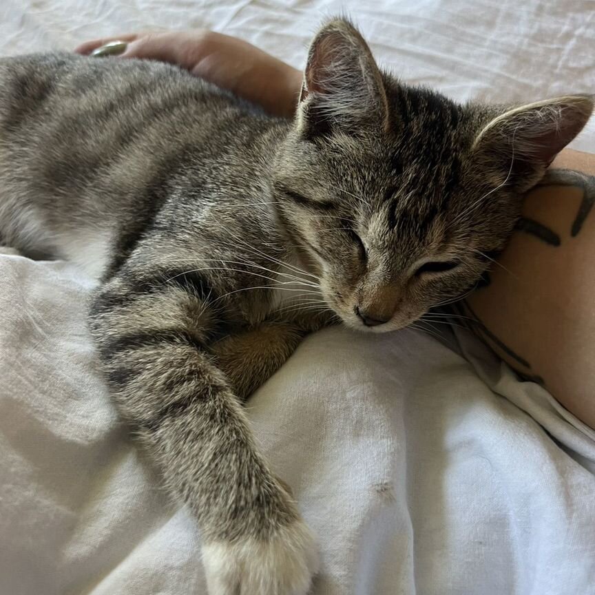 Котенок