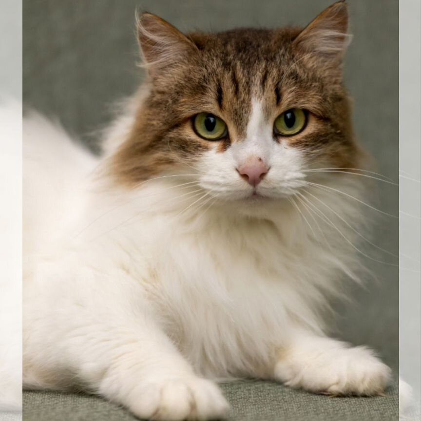 Взрослая, кошка в добрые руки