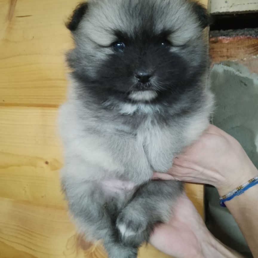 Немецкий вольфшпиц
