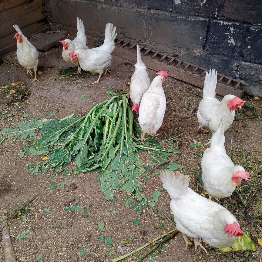 Куры несушки