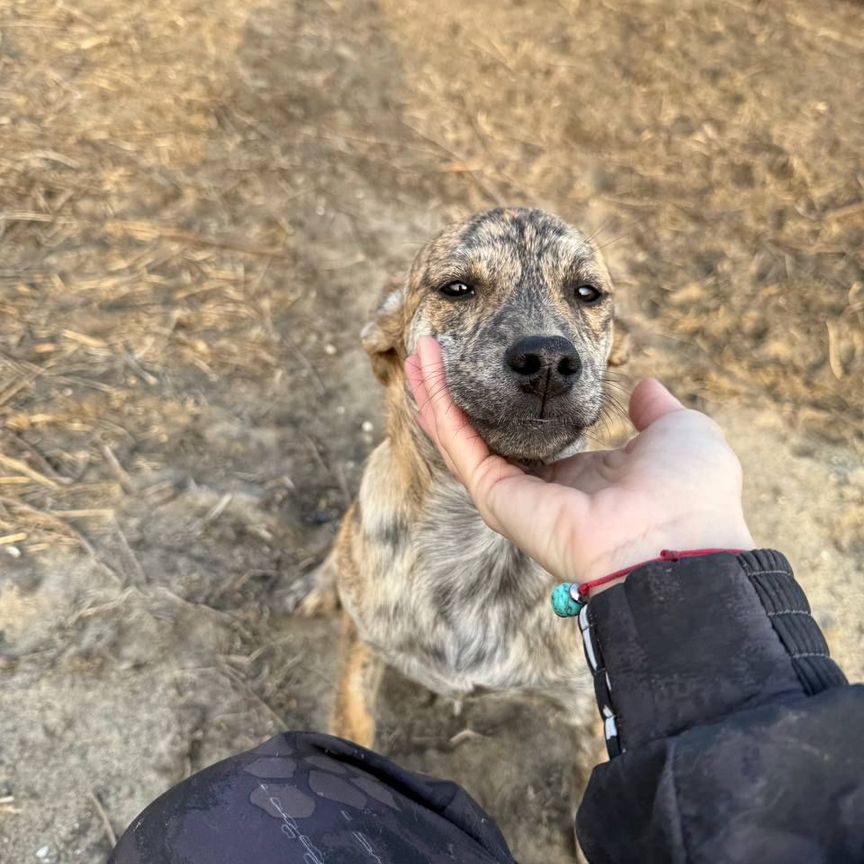 Тигрулька в поисках дома в дар