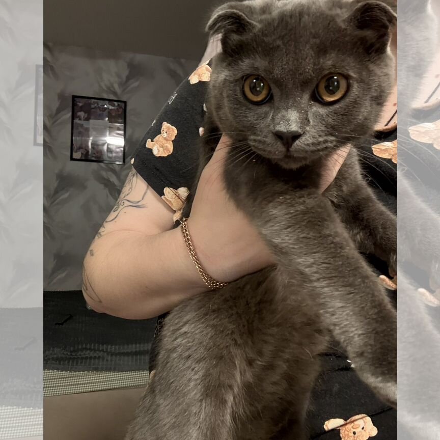 Шотландский вислоухий короткошёрстный котёнок