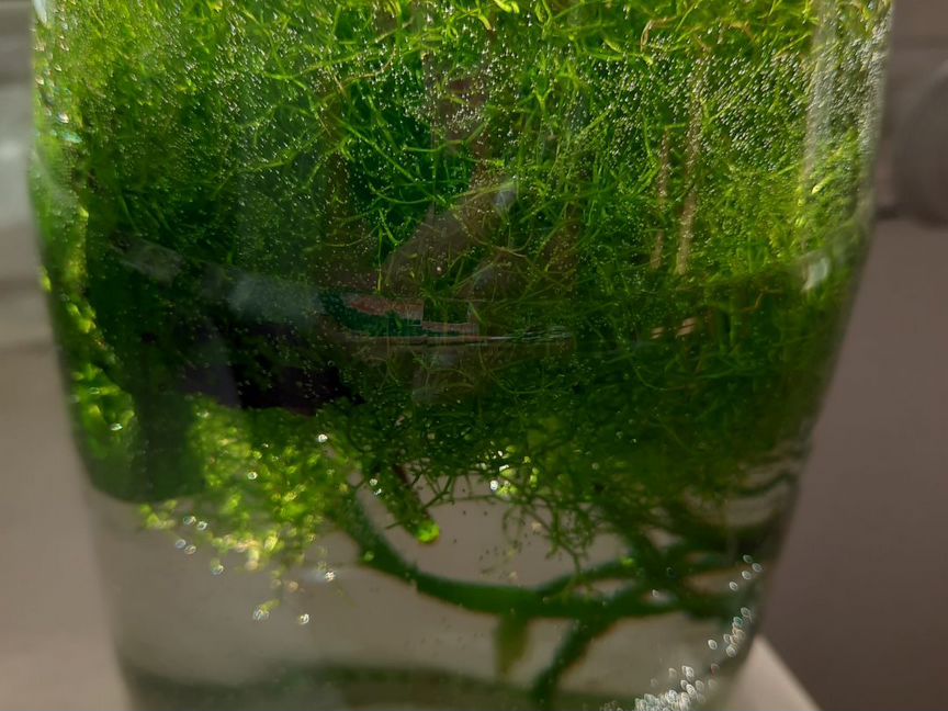 Мох Риччия и папоротник