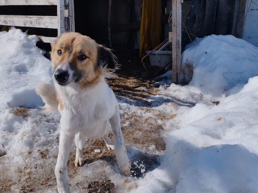 Собака в добрые руки