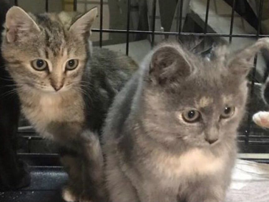 Красивые котята в добрые руки