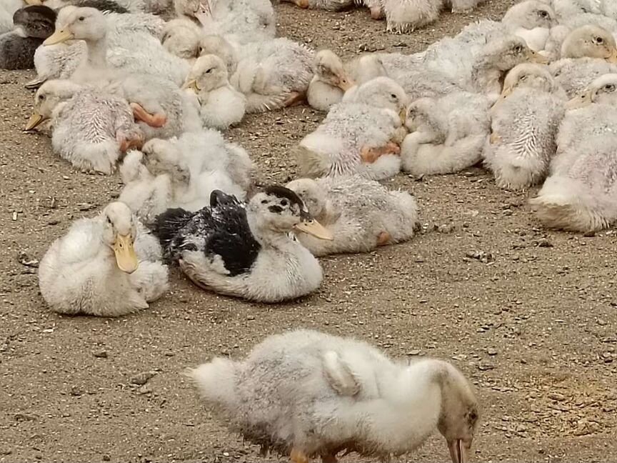 Утята агидель