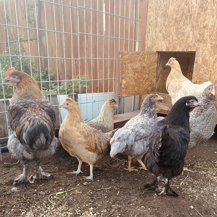 Продам семью кур