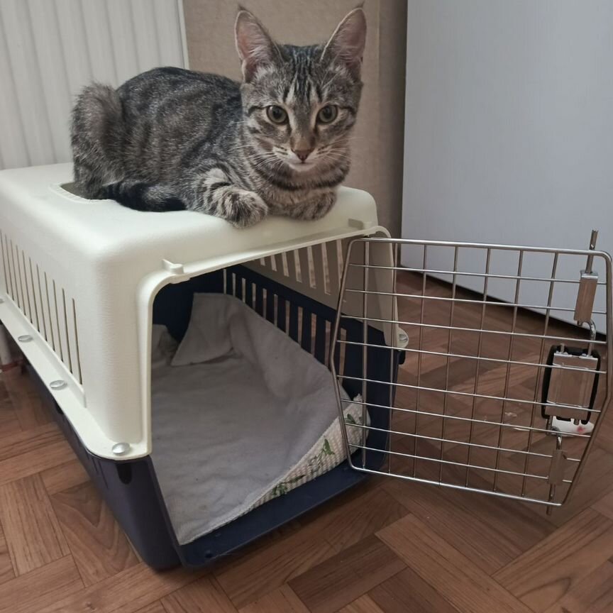 Отдам в добрые руки котёнка девочку