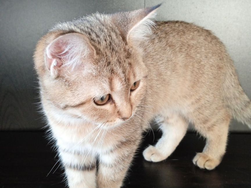 Котёнок девочка 3,5 месяца