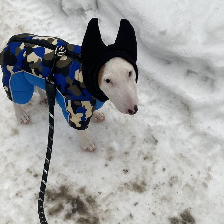 Шапка для собак