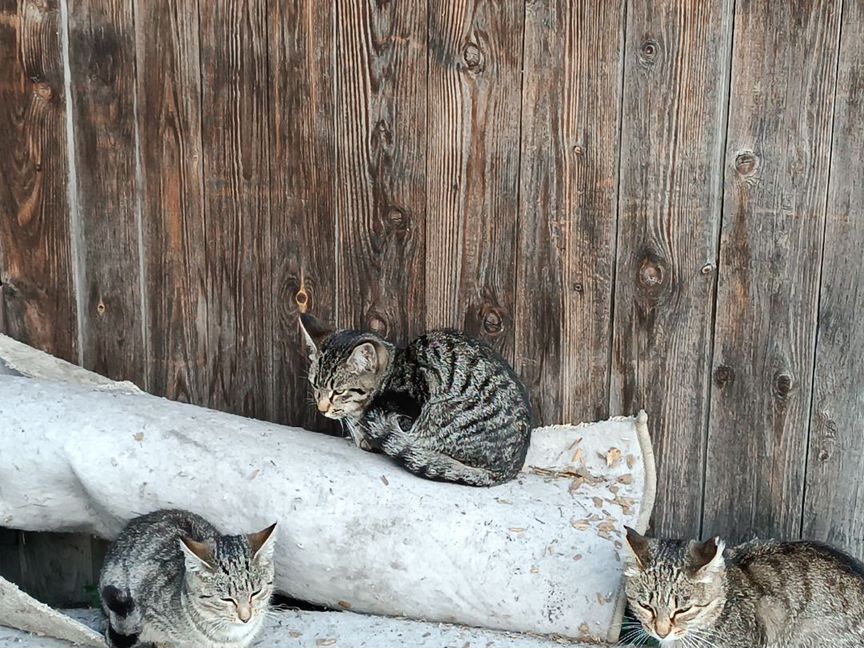 Отдам котят в добрые руки