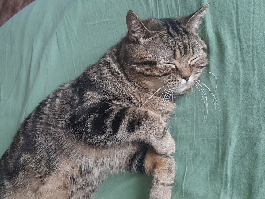 Котик
