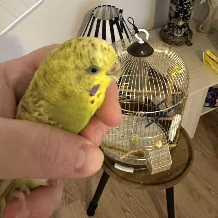 Говорящий попугай