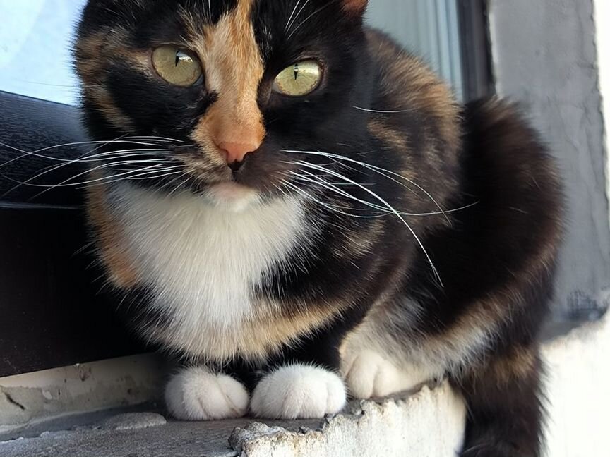 Кошечка с окрасом удачи, 2 года ищет дом