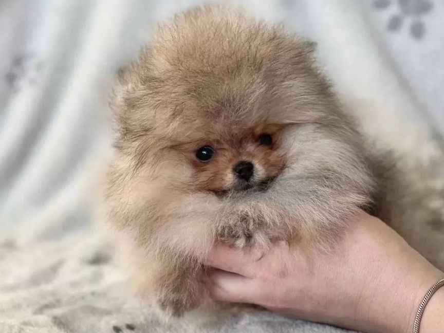 Шпиц микро, мини