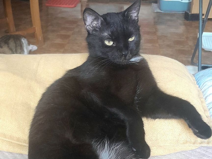 Мегаласковый котенок мальчик 9 месяцев