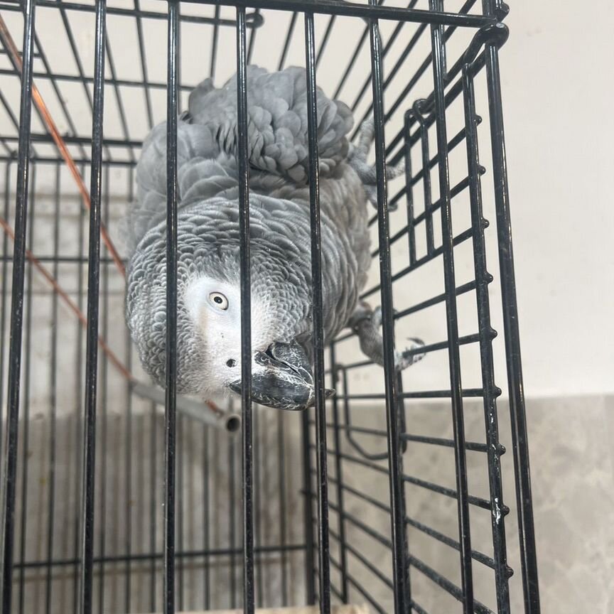 Говорящий попугай