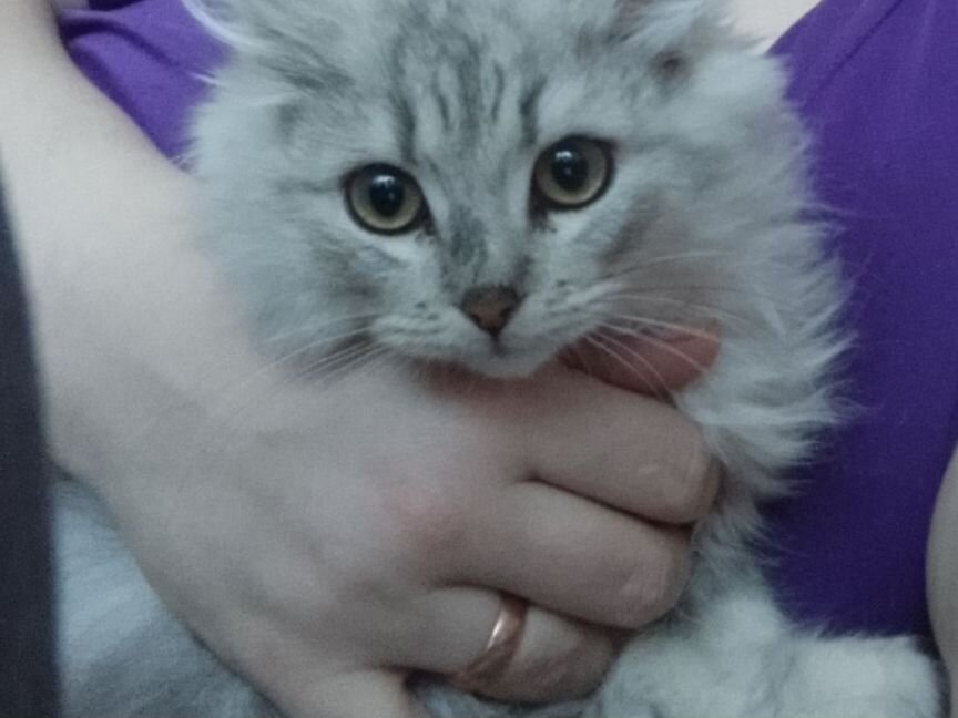 Котенок в добрые руки
