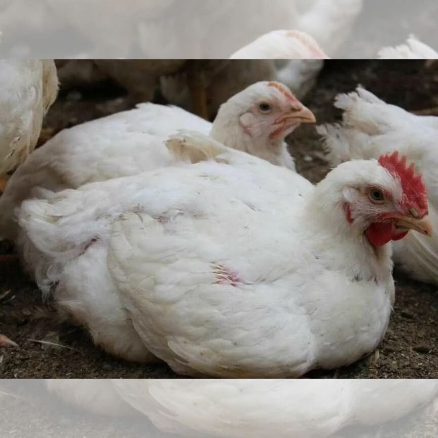 Куры бройлера живым весом