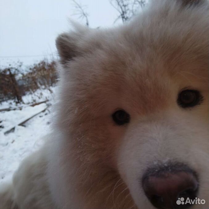 Продам Самоеда. возраст 1,5