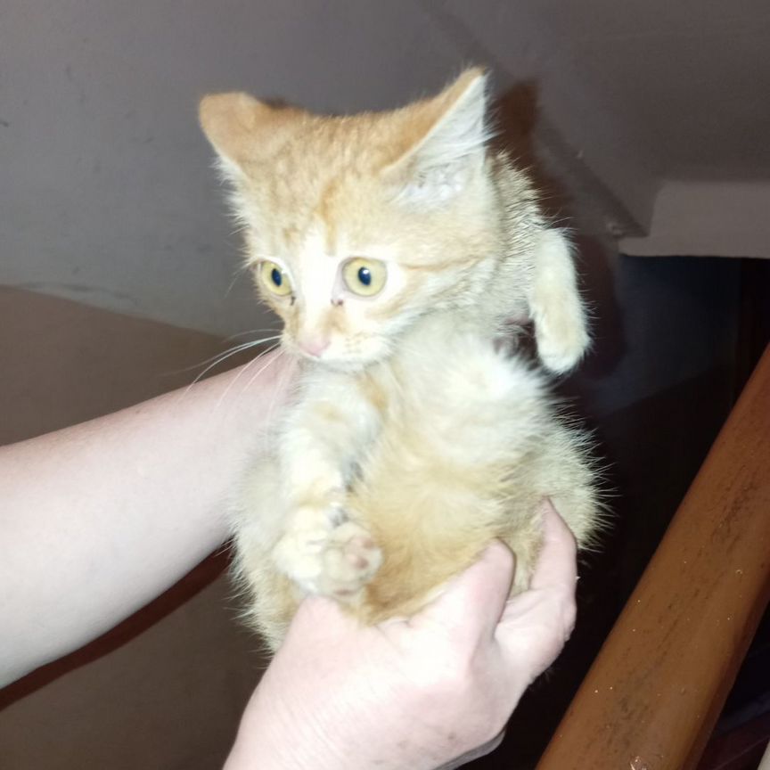 Рыжий котенок
