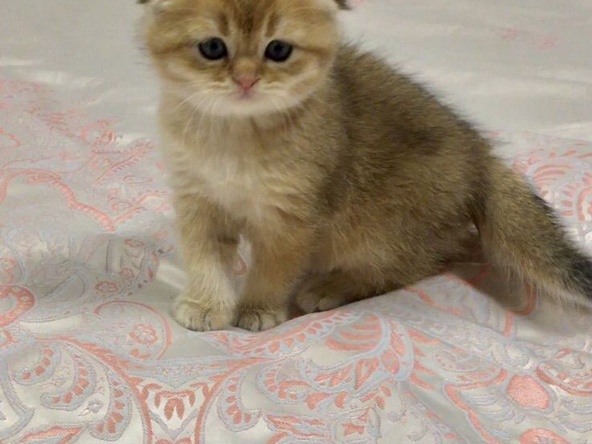 Шотландские золотые котята
