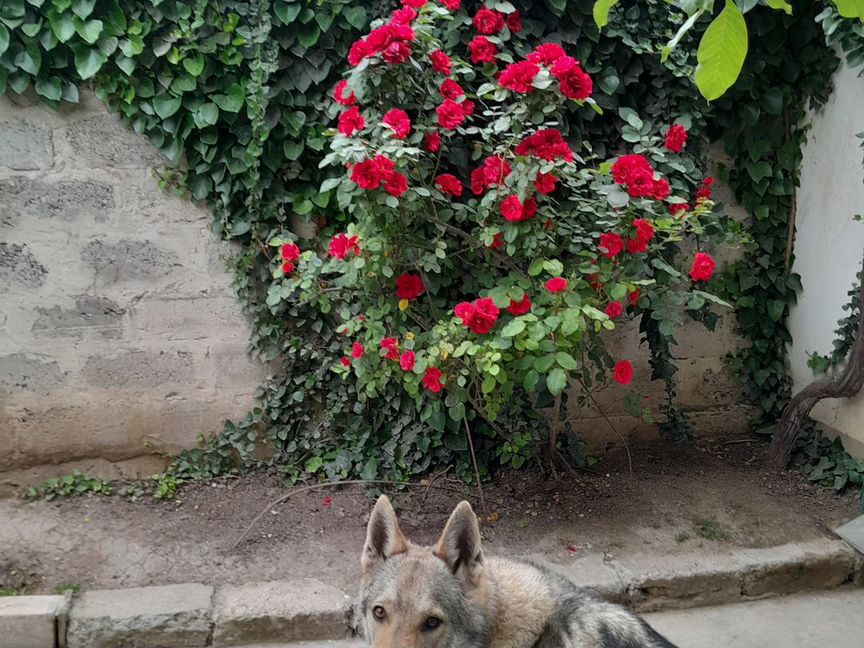 Отдам собаку Чехословацкий волчак в добрые руки