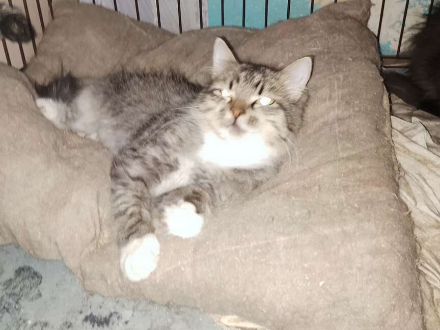 Котику необходим дом