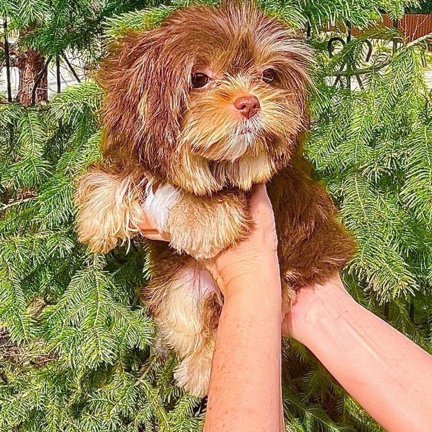 Мальтипу, щенок