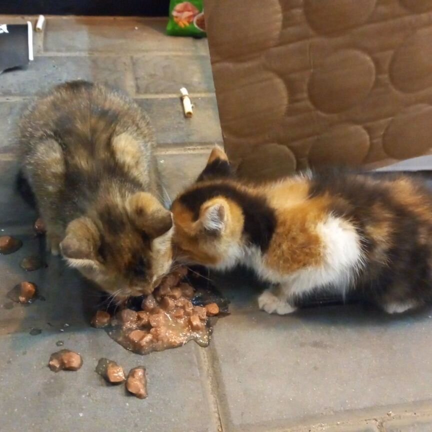 Котята