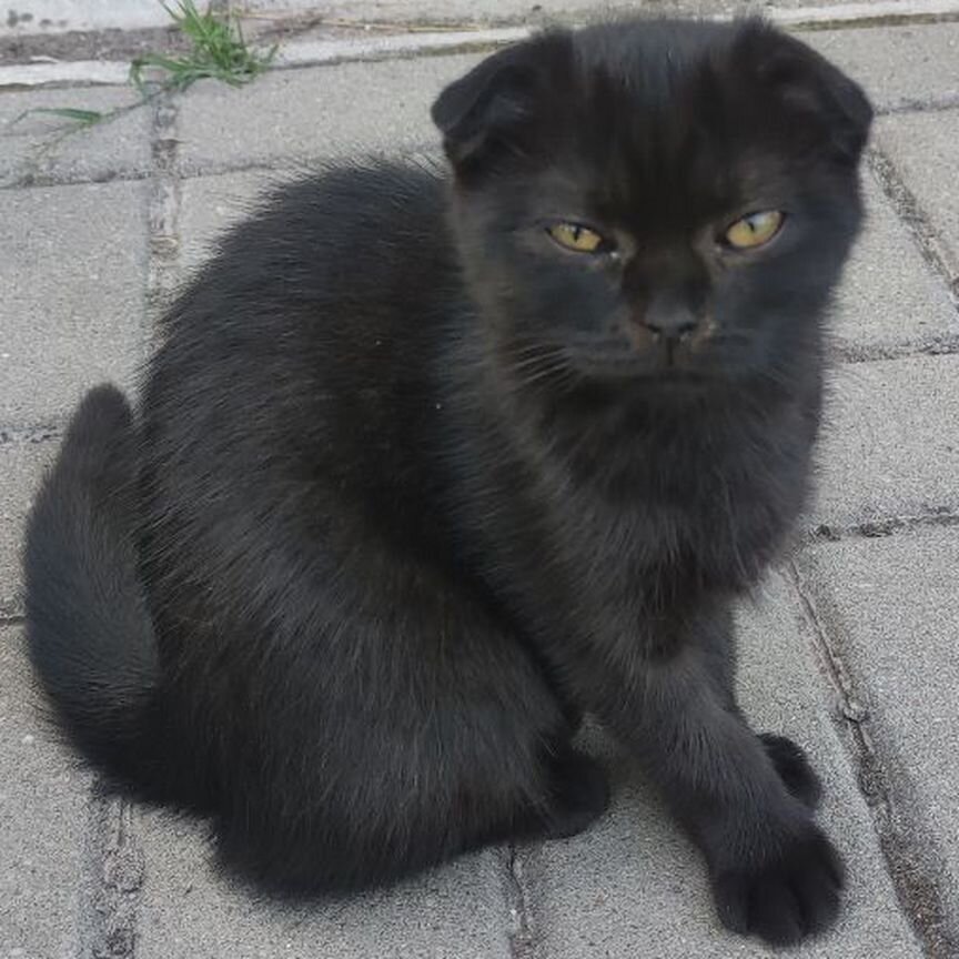 Котенок девочка