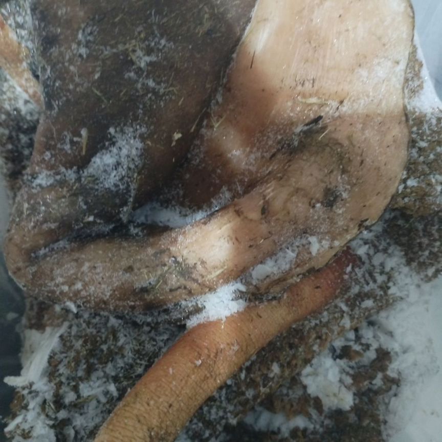 Корм для собак