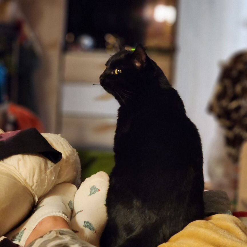 Котик