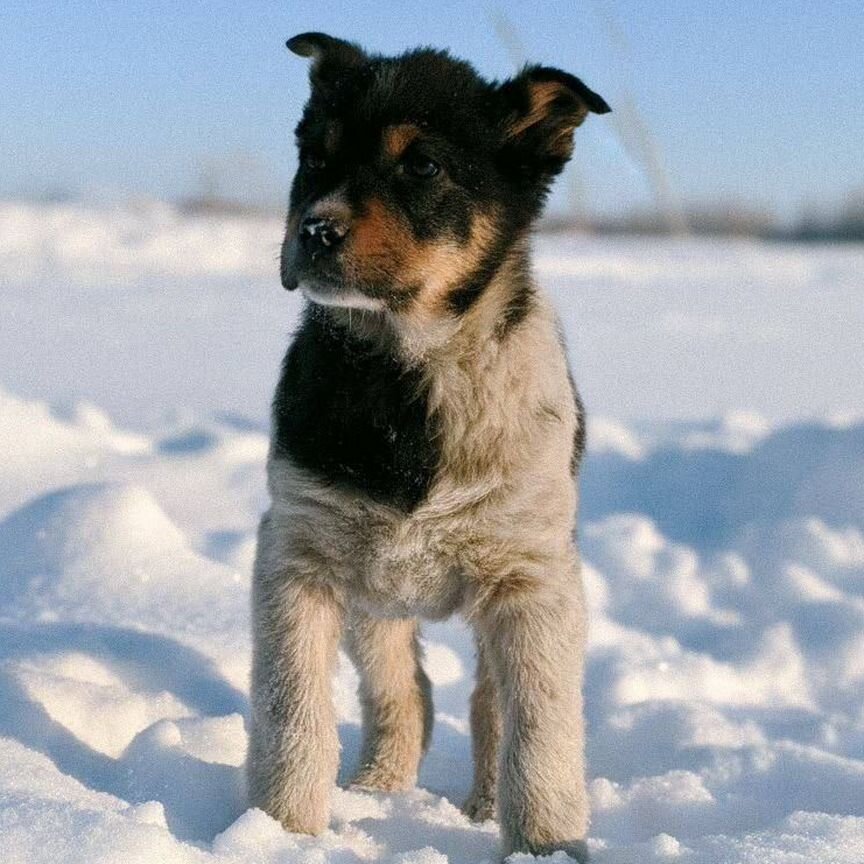 Щенок в добрые руки