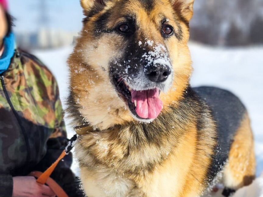 Овчарка Мухтар