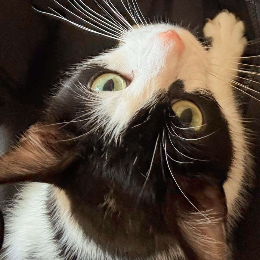 Кошечка бесплатно