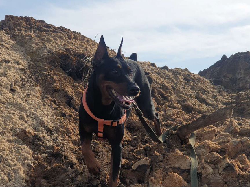 Щенки цвергпинчера