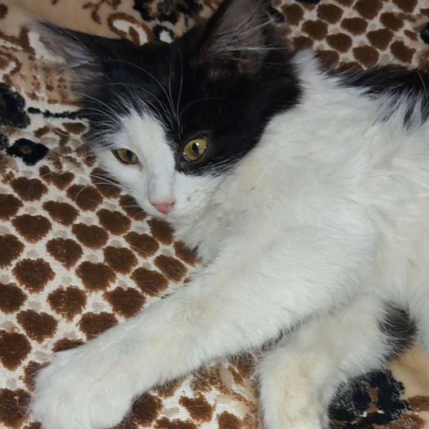 Котёнок снова окажется на улице