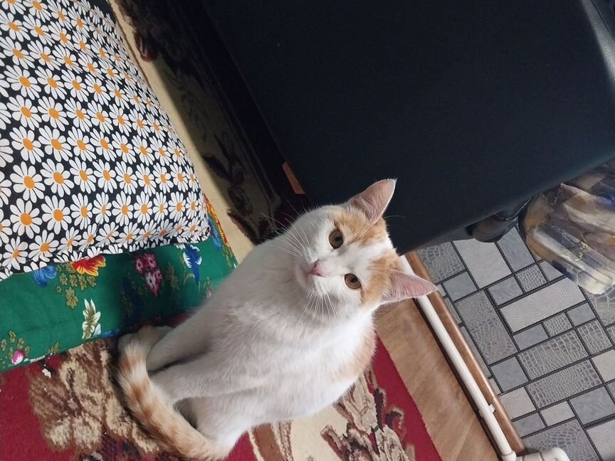 Рыжий котенок мальчик 4 месяца ласковый