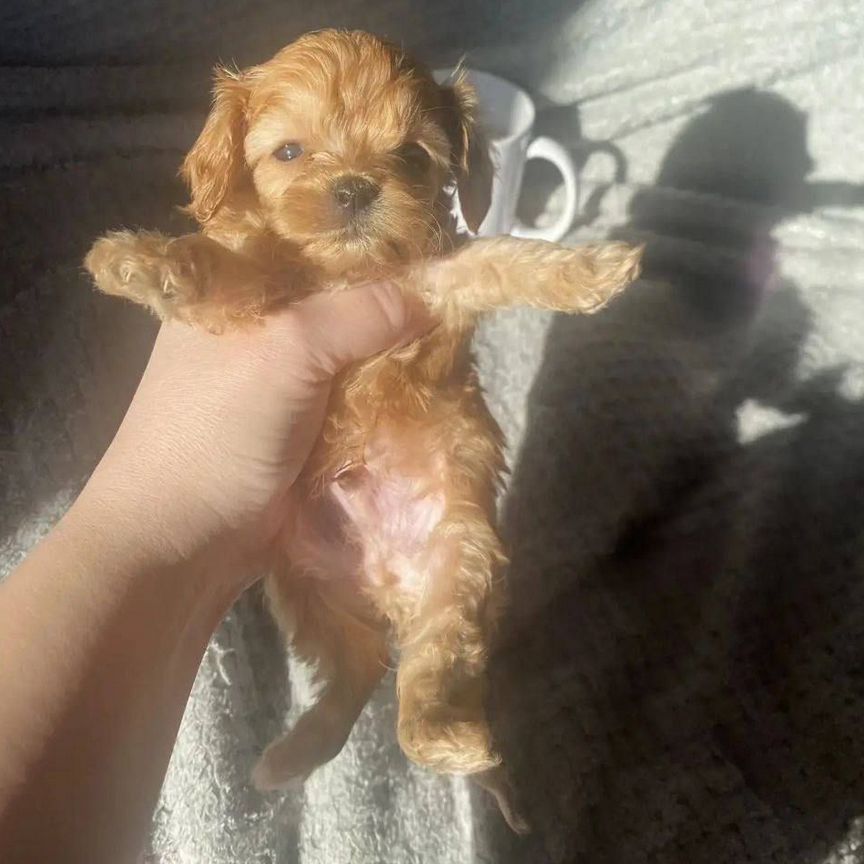 Мальтипу, щенок