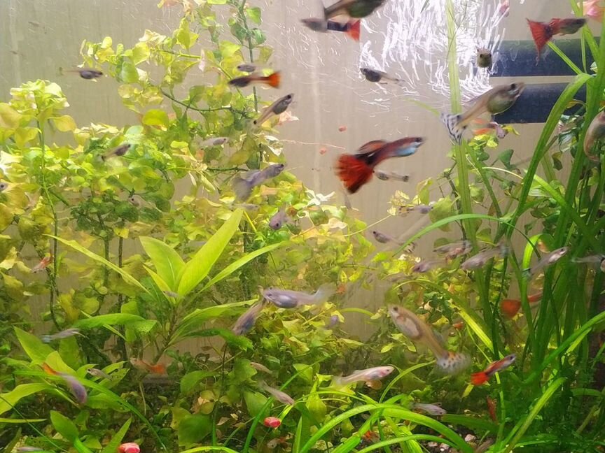Рыбки гуппи и травка