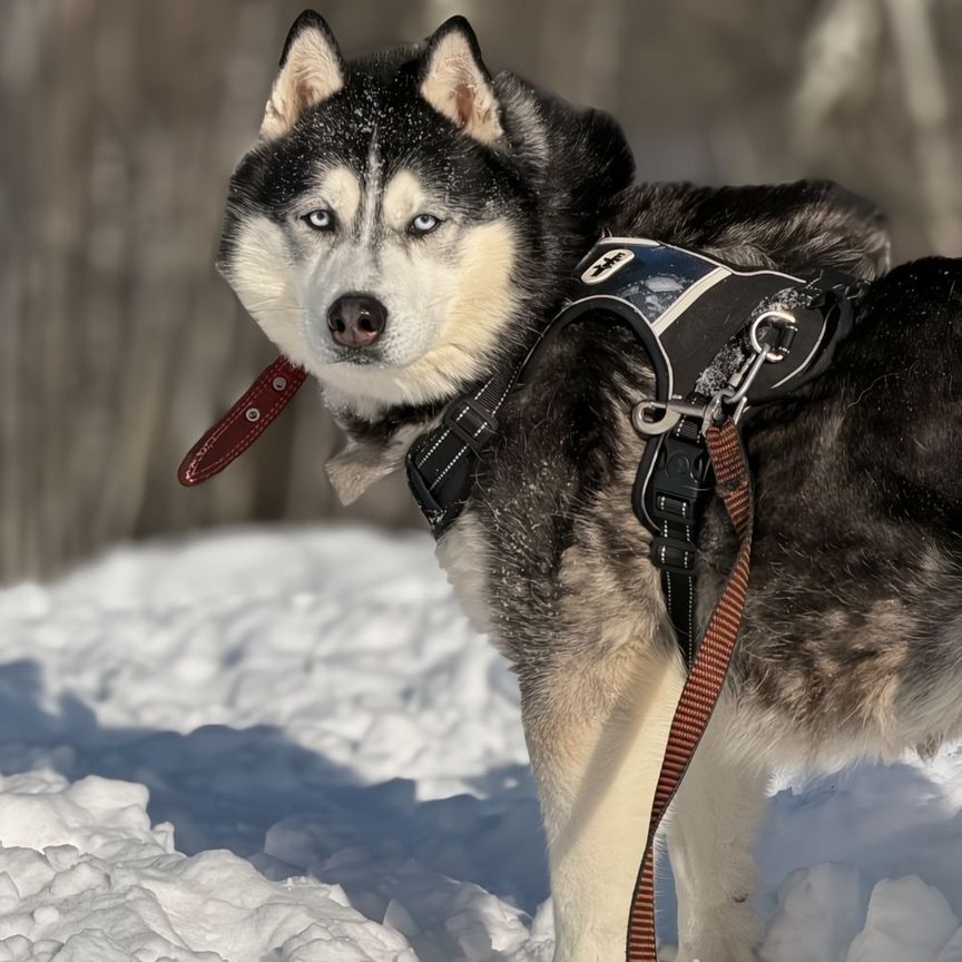 Сибирский хаски, взрослый пёс